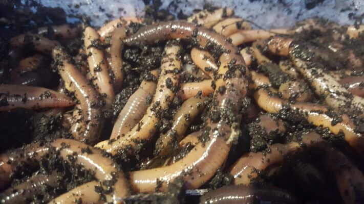 Canadese Dauwwormen kopen | Tom-Cat.nl