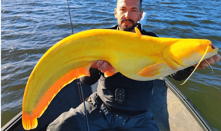 Meerval (Silurus Glanis) - de Europese Meerval | Tom-Cat.nl