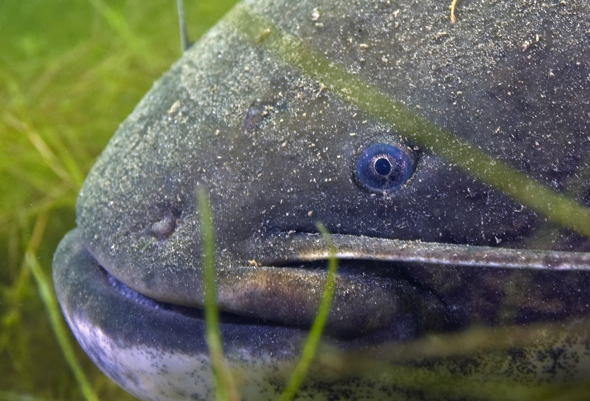 Meerval (Silurus Glanis) - de Europese Meerval | Tom-Cat.nl