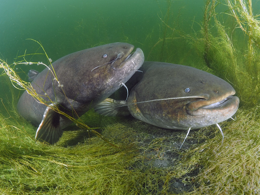 Meerval (Silurus Glanis) - de Europese Meerval | Tom-Cat.nl