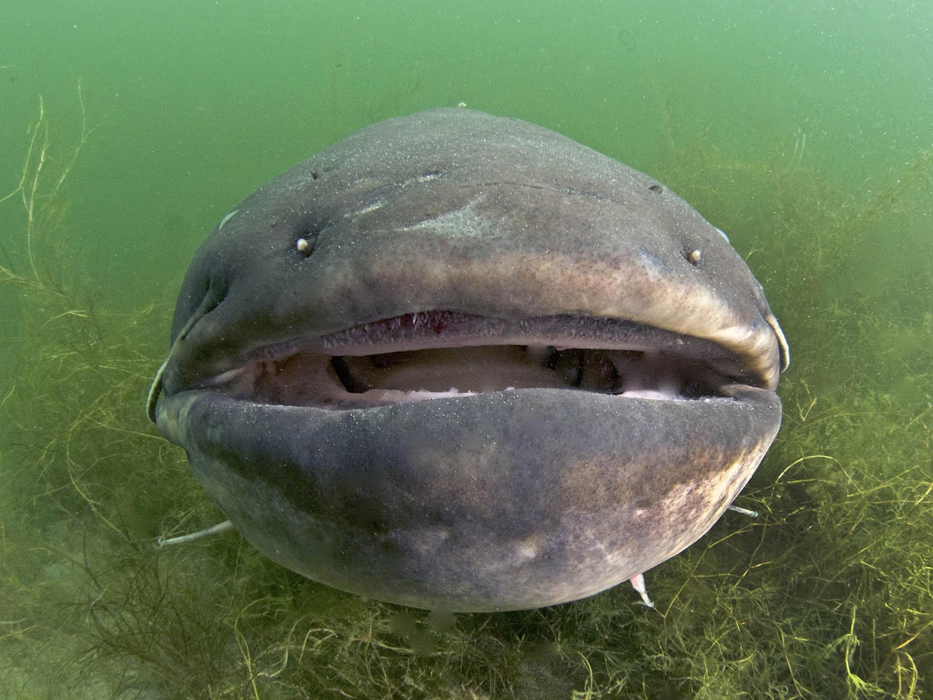 Meerval (Silurus Glanis) - de Europese Meerval | Tom-Cat.nl