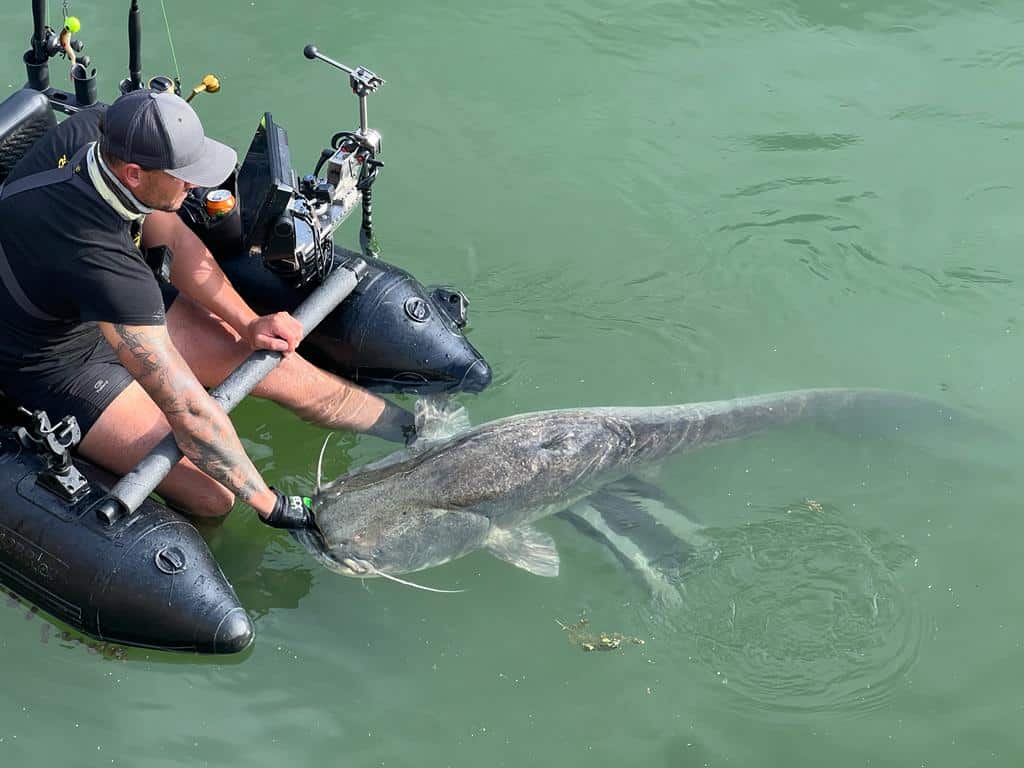 Meerval Aas - Alle aassoorten en waarom | Tom-Cat.nl
