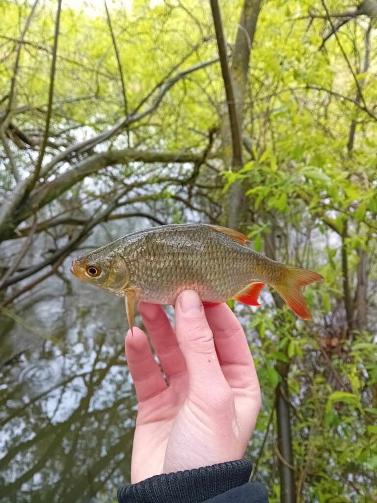 Meerval Aas - Alle aassoorten en waarom | Tom-Cat.nl