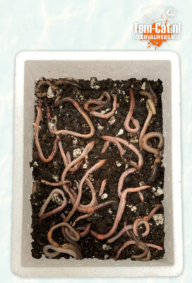 De allerbeste Canadese dauwpieren voor het vissen | Tom-Cat.nl