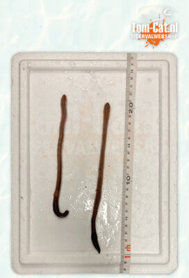 De allerbeste Canadese dauwpieren voor het vissen | Tom-Cat.nl